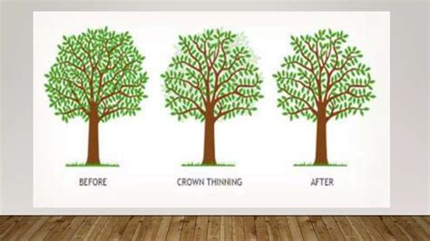 Perform Pruning Following Safety Procedures According To Oshspptx