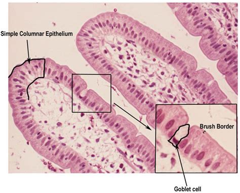 Simple Columnar Epithelium Labeled Diagram