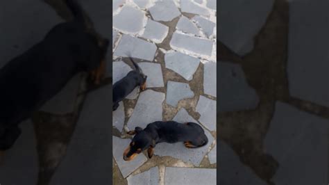 ტაქსას ძაღლები Youtube