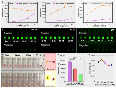 One Tube Nested Pcr Coupled With Crispr Cas12a For Ultrasensitive Nucleic Acid Testing Acs Omega