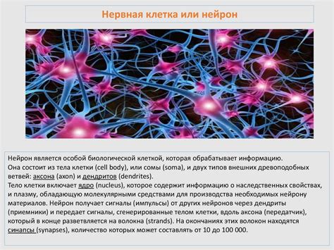 Нейронная сеть — математическая модель презентация онлайн