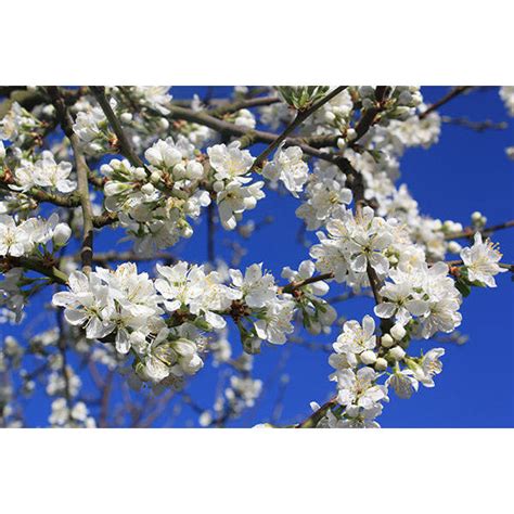 Prunus Domestica Victoria Majestic Trees