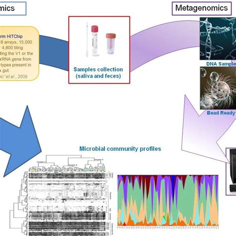 Metabolomics And Metabonomics Based Investigations Of Gut Microbiota