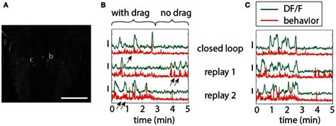 Differences In Neuronal Responses To Closed Loop And Open Loop Visual