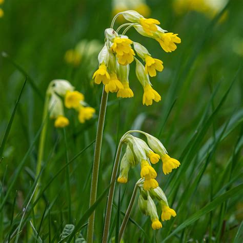 Cowslip Wetland Wildflowers