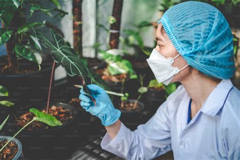 의학 실험실 온실에서 잎 식물의 농업에 대한 과학자 연구 대마 또는 허브 새싹 자연에 사는 농장 마약 식물학 과학과 산업을