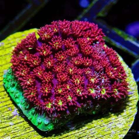 Wa Magmar Bernardpora Aquacultured Goniopora