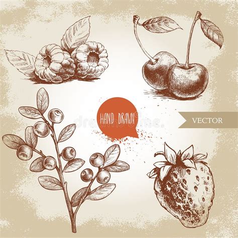 Hand Drawn Sketch Style Berries Set Raspberry With Leafs Strawberries Cherry And Blueberries