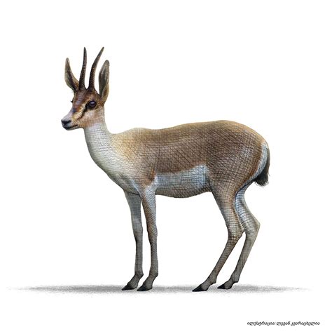 ქურციკი Map