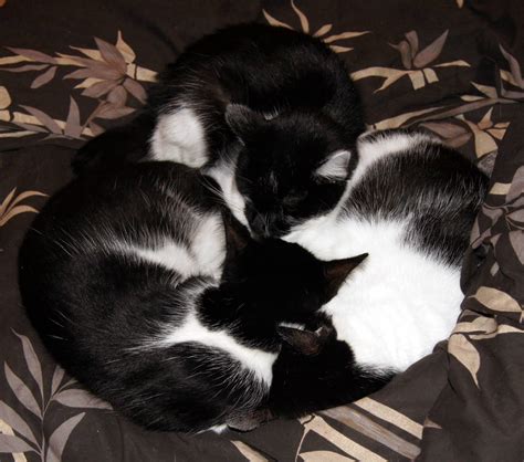 Trio By Himayaya On Deviantart