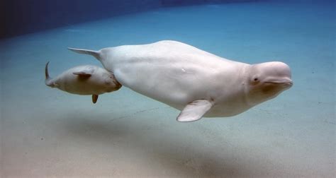Beluga Whale 2026 Incredible Facts Habitat Diet And More
