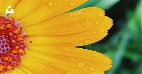 물방울이 있는 노란 꽃 사진 Unsplash의 무료 Dj792f 이미지