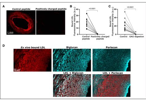 Figure 3 From Ph Dependent Protonation Of Histidine Residues Is Critical For Electrostatic