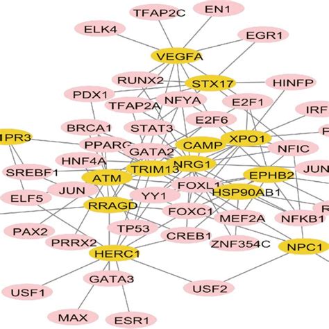Construction Of Tf Gene Network And Gene Comorbidity Network Network Download Scientific