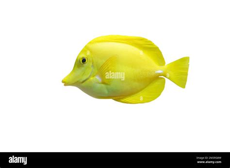 Yellow Tang Zebrasoma Flavescens Sailfin Doctor Yellow Reef Fish