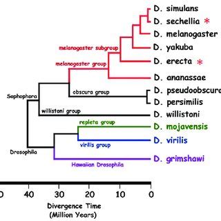 Sex Comb In Drosophila Melanogaster Male A Front Leg With Sex Comb Download Scientific