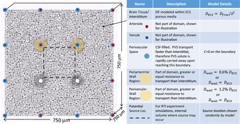 Finite Element Domain Illustrating Physiology Incorporated Into Model
