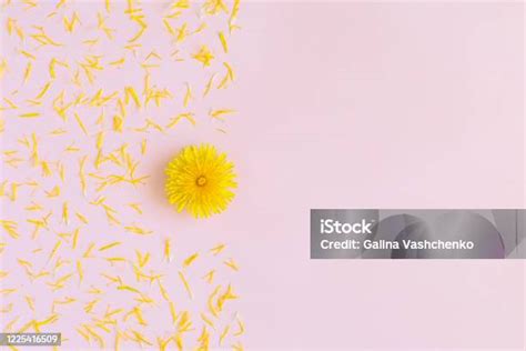 꽃잎과 분홍색 배경에 노란색 꽃입니다 창조적 인 추상적 인 봄 자연입니다 꽃꽂이 플랫 복사 공간으로 누워 최소한의 자연 개념 식물에 대한 스톡 사진 및 기타 이미지 Istock