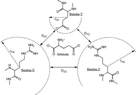 Determination Of Substrate Binding Sites In The Structures Of Modeled Download Scientific