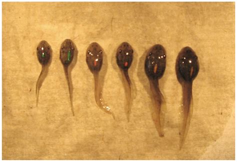 Tadpole Identification