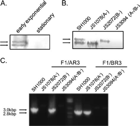 Expression Of Fnbpa And Fnbpb On Sh1000 And Its Fnb Mutants A And B Download Scientific