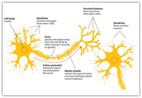 Parts Of A Neuron And Its Functions Diagram Neurons Function