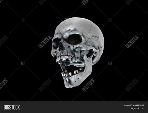 Human Skull Profile