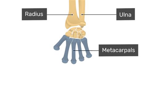 Anatomy Of The Hand And Wrist Bones Getbodysmart
