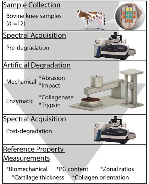 Experimental Design And Data Collection Workflow Pg Proteoglycan Download Scientific Diagram