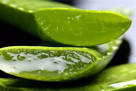 Aloe Vera Propiedades Beneficios Y Usos Completos