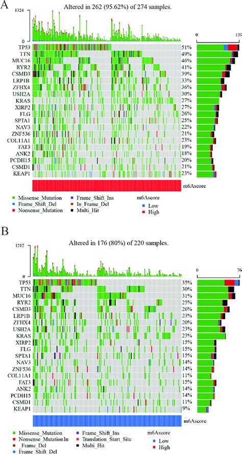 Mutation Waterfall Plot For High And Low M 6 A Score Groups A The