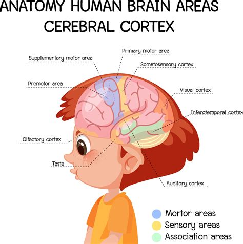 Brain Diagram Sensory Cortex