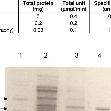 Purification Of 3cp Dehalogenase From Pseudomonas Sp B6p Download Table