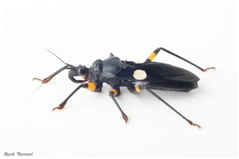 White Eyed Assassin Bug Cincinnati Zoo And Botanical Garden White Eyed Assassin Bug Cincinnati Zoo And Botanical Garden