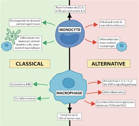 Monocytes And Macrophages In The Cancer Immunity Cycle — Journal Of Young Investigators