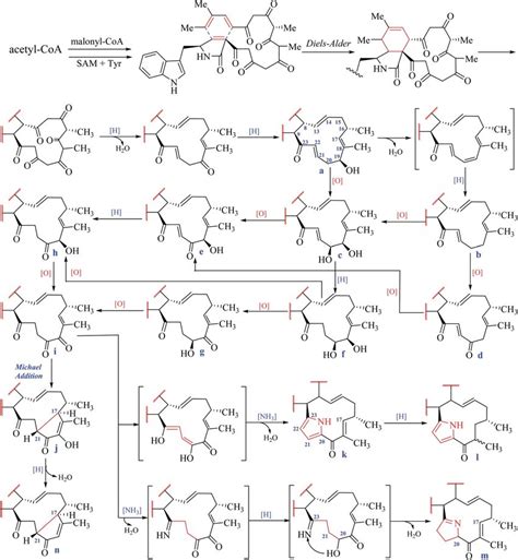 Fourteen Sub Types In The Macrocyclic Ring Download Scientific Diagram