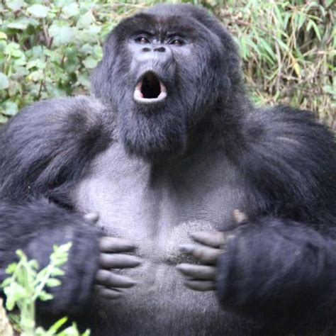 Gorillas Kaggle