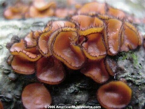 AmericanMushrooms Com Eyelash Cup Scutellinia Scutellata