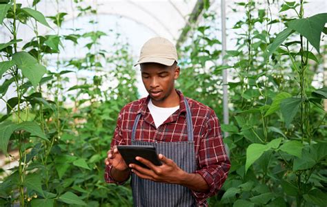 농업 식물 및 농부는 태블릿을 계획하고 농업 연구에 종사하며 온실 농장에서 지속 가능한 음식에 대해 읽습니다 정원에서 채소 성장을 모니터링하는 기술에 대한 아프리카 노동자