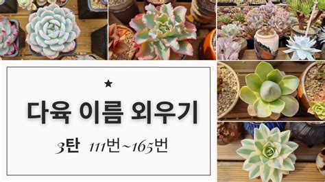 기분 별로 다육이와 함께 힐링의 시간 다육이름외우기 3탄 111번~165번 Youtube