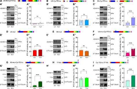 Tev Mediated Shedding Activity Of Adam10 Analogs With Mutations In The