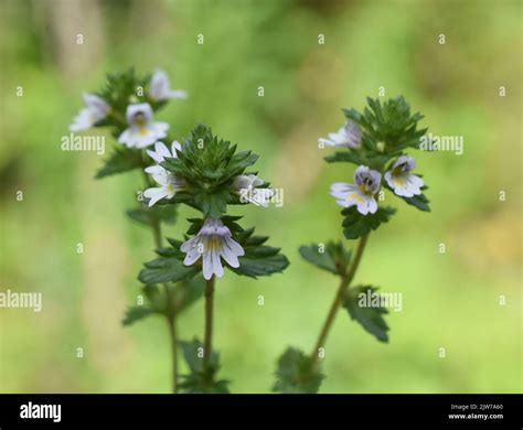 Closeup On The Allergen Plant Common Mugwort Artemisia Vulgaris