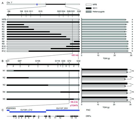 Qtls For Grain Weight That Were Found To Be Segregated In The Rice Download Scientific Diagram