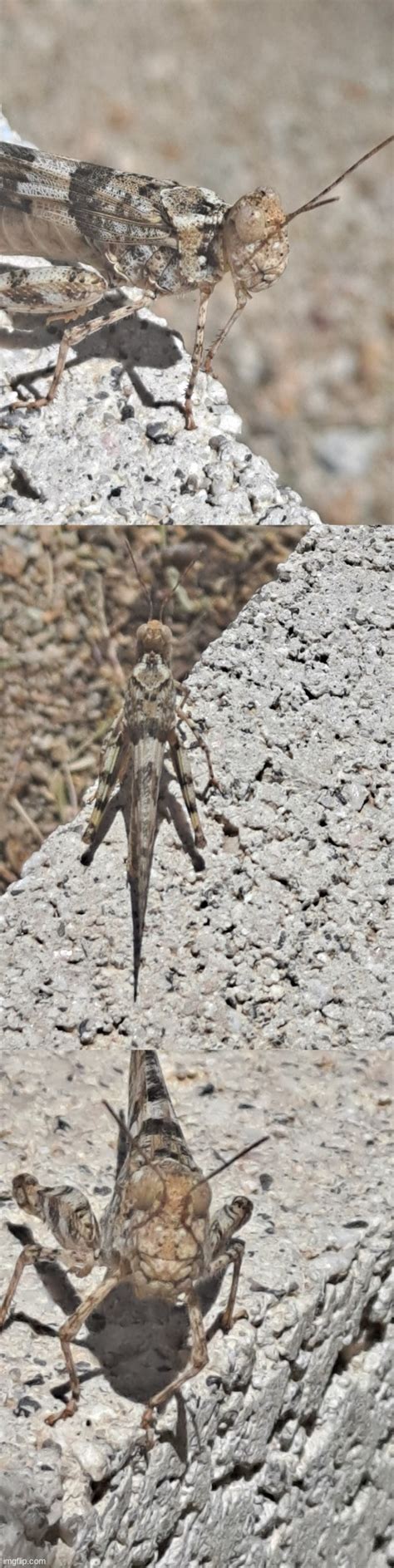 Great Grasshopper Pics Imgflip Great Grasshopper Pics Imgflip