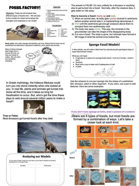 fossil slides and activity classroom tools lesson fossil