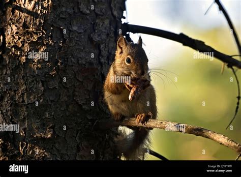 A Wild Red Squirrel Tamiasciurus Hudsonicus Feeding On Spruce Tree Cone While Sitting Branch