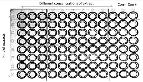 Schematic Picture Of The Microtiter Plate Download Scientific Diagram