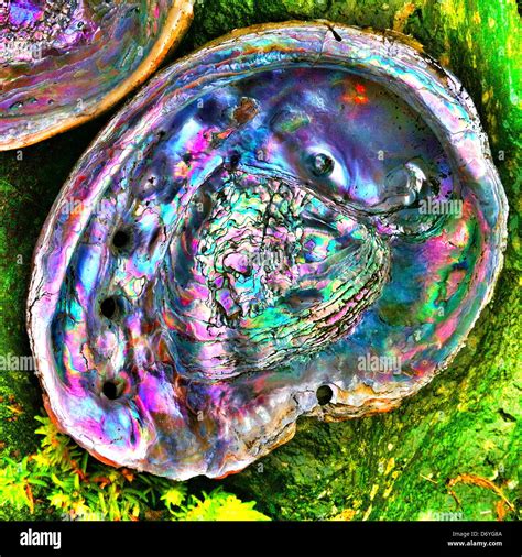 Abalone Shell Abalone Shell