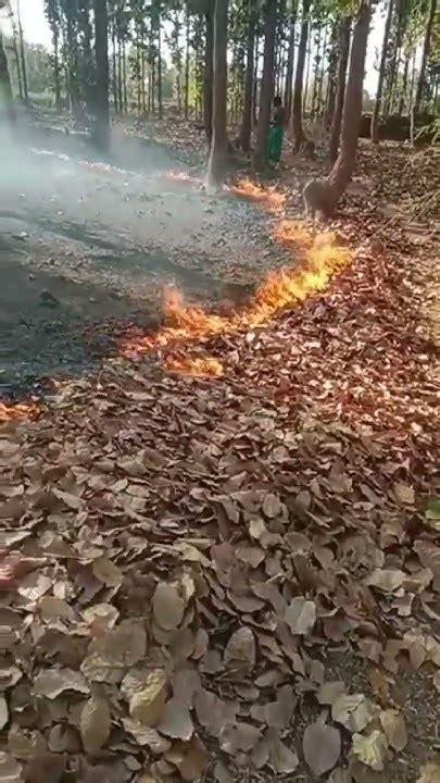 जंगल में कौन आग लगा दिया है Ka Video ट्रेंडिंग वीडियो Video Vlog Jangal Fire Youtube