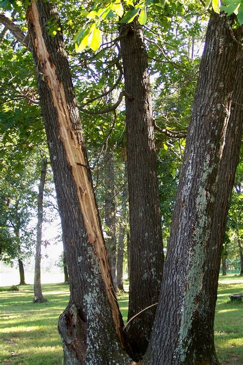 Thoughts From The Porch Swing Struck By Lightning